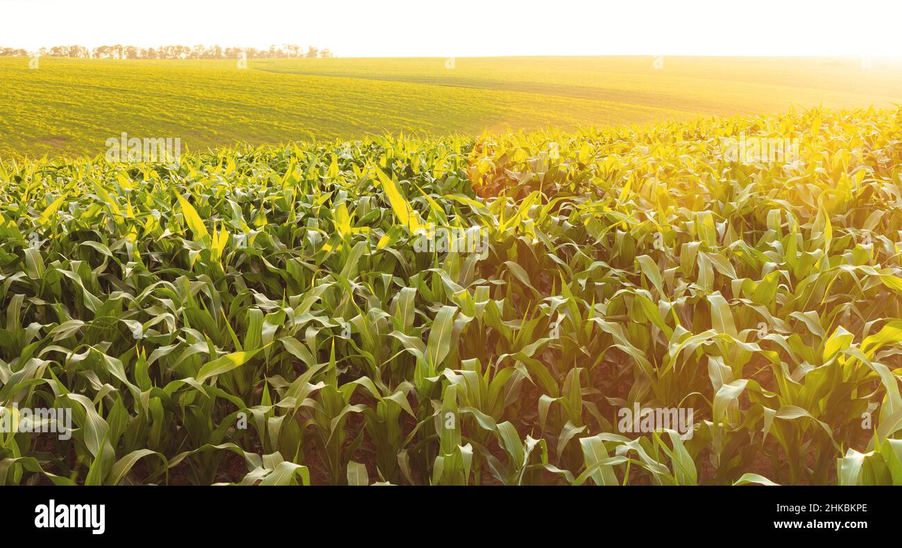 Corn agriculture. Green nature. Rural field on farm land in summer ...