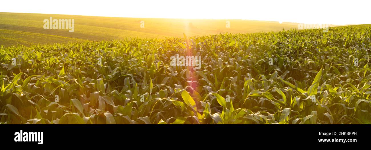Corn agriculture. Green nature. Rural field on farm land in summer ...