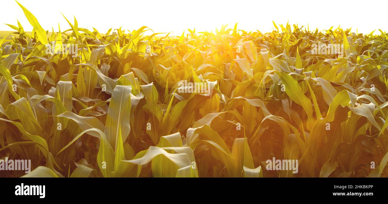 Corn agriculture. Green nature. Rural field on farm land in summer ...