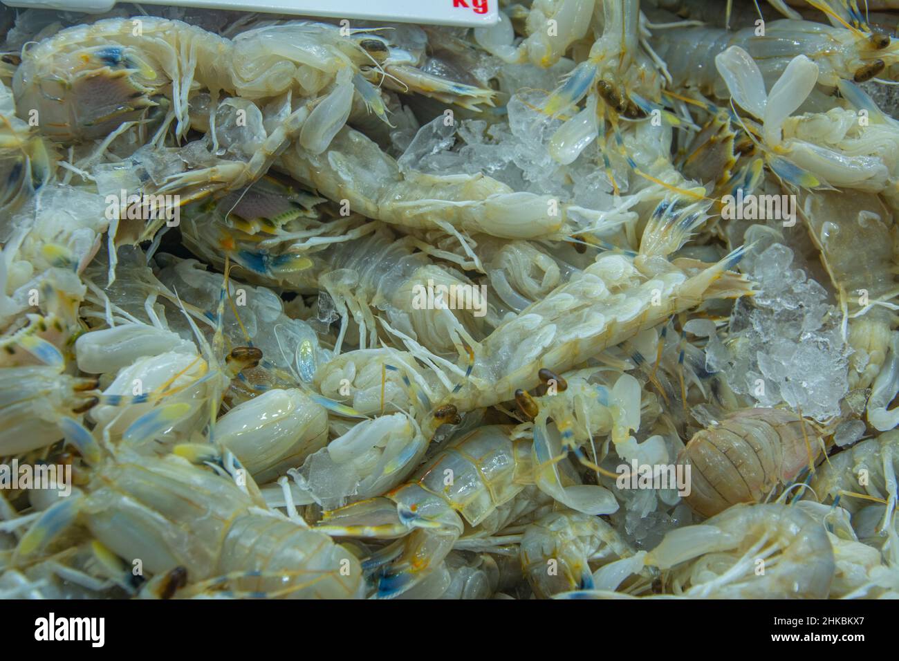 Australian Fish That Eat Shrimp