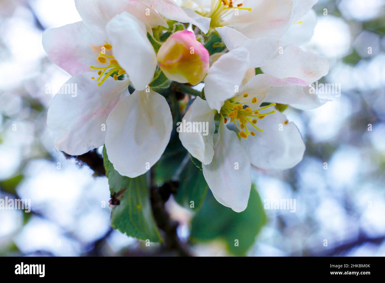 Beautiful white apple blossom flowers in spring time. Background with ...