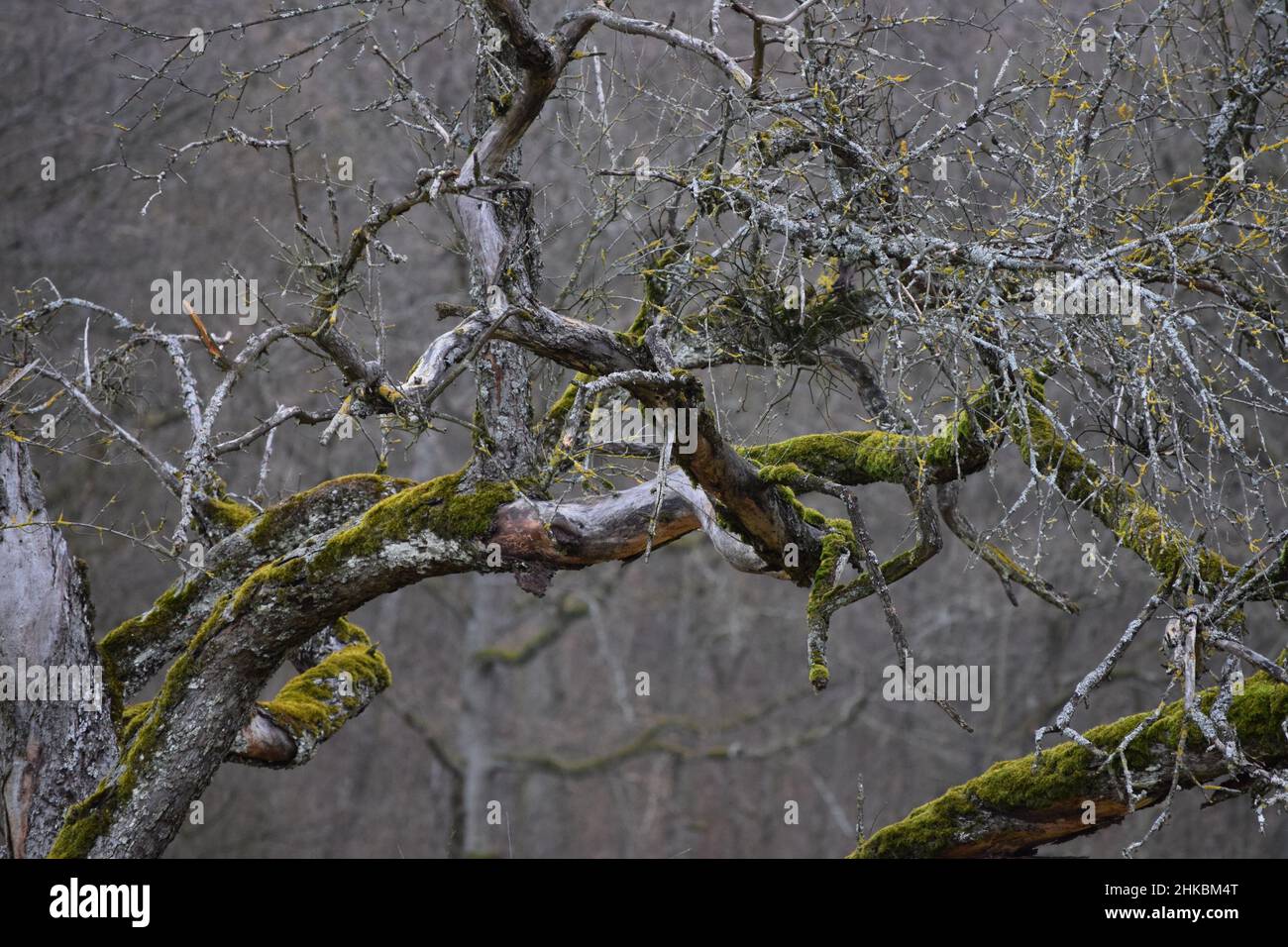 Old ugly tree hi-res stock photography and images - Alamy