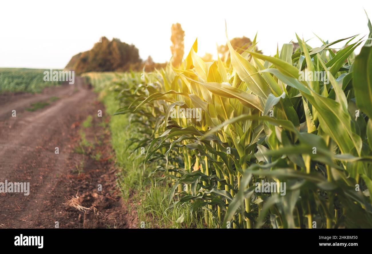 Corn agriculture. Green nature. Rural field on farm land in summer ...