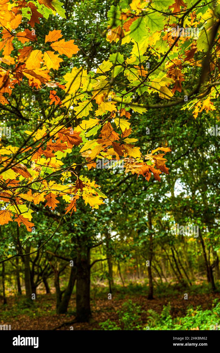 Autumn leaves in the United Kingdom Stock Photo - Alamy