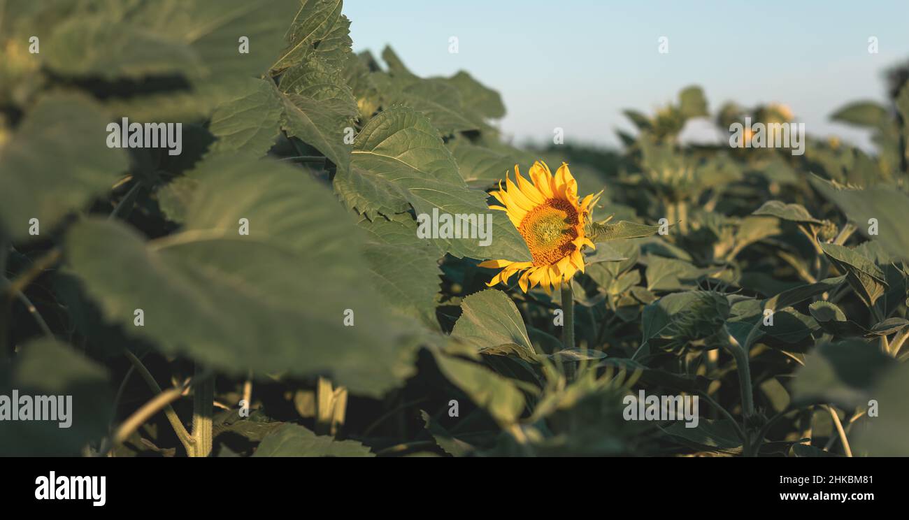 Blooming sunflower in an agricultural field. Yellow sunflower on a ...