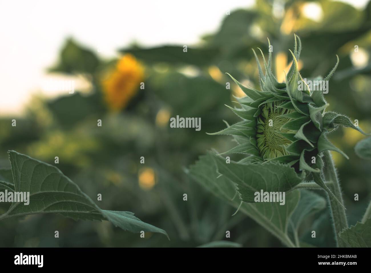 Sunflower before flowering in an agricultural field. Green sunflower on ...
