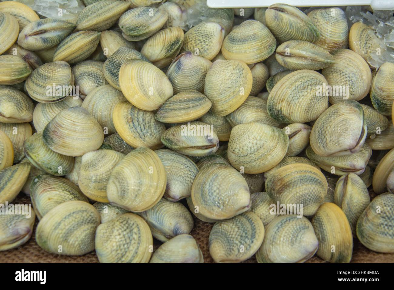 Saltwater clams or Vongolas at the Fish Market in Australia Stock Photo ...