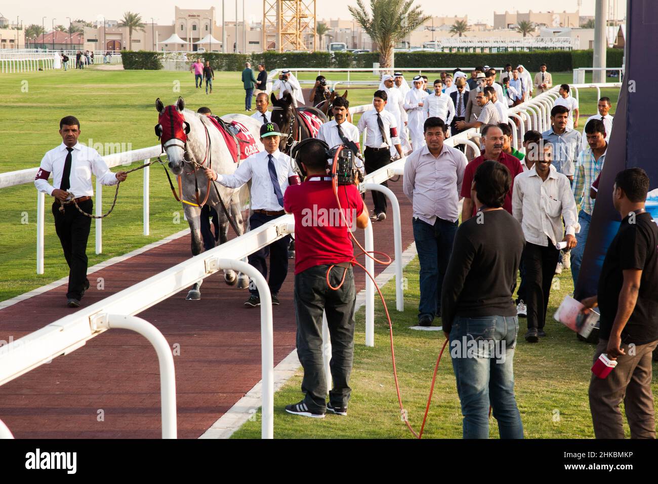Arabian horse qatar hi-res stock photography and images - Alamy