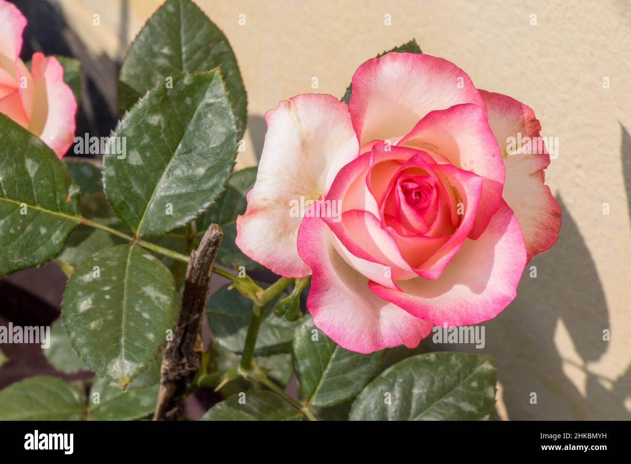 jumelia rose flower Stock Photo - Alamy