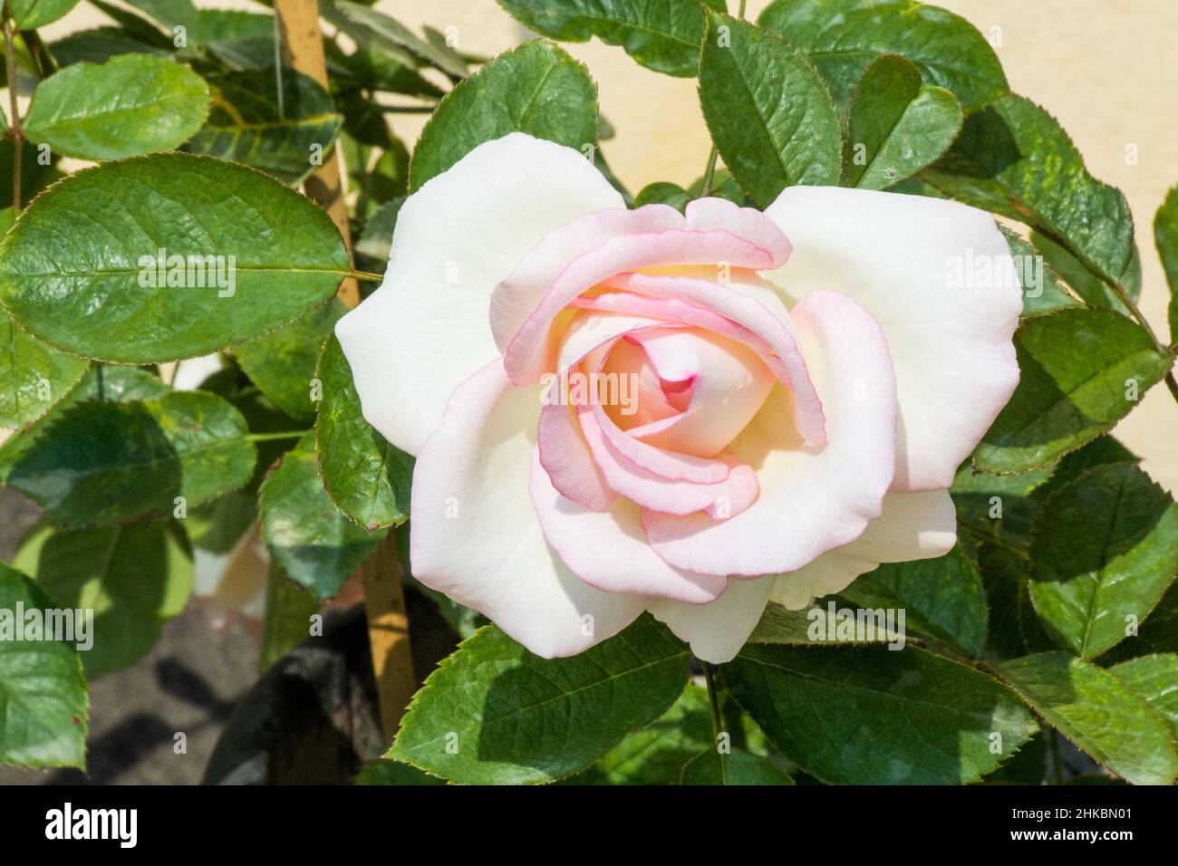 moonstone rose flower Stock Photo - Alamy
