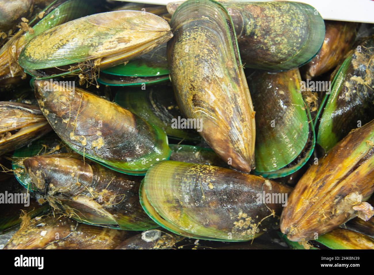 Perna canaliculus, the New Zealand green-lipped mussels, aka the New ...