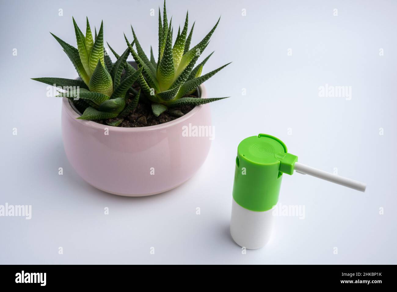 an inhaler with a medicine for throat diseases and a Haworthia flower ...