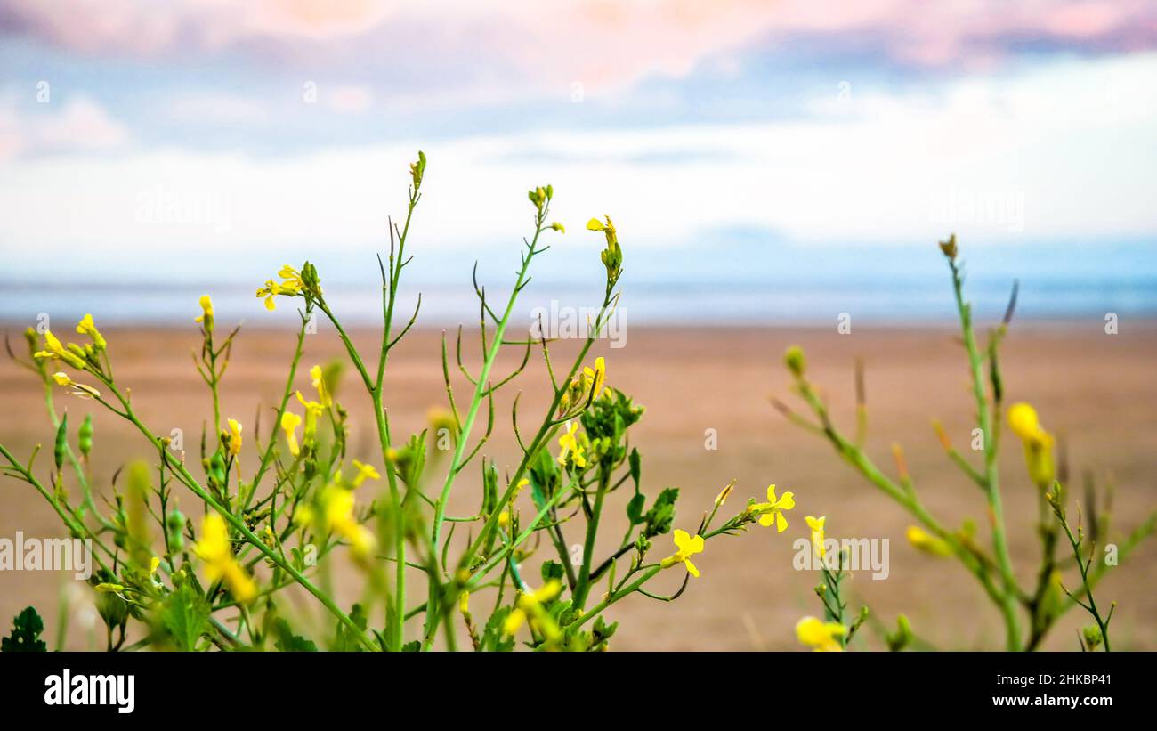 Sand Dune yellow flowers on the beach Stock Photo - Alamy