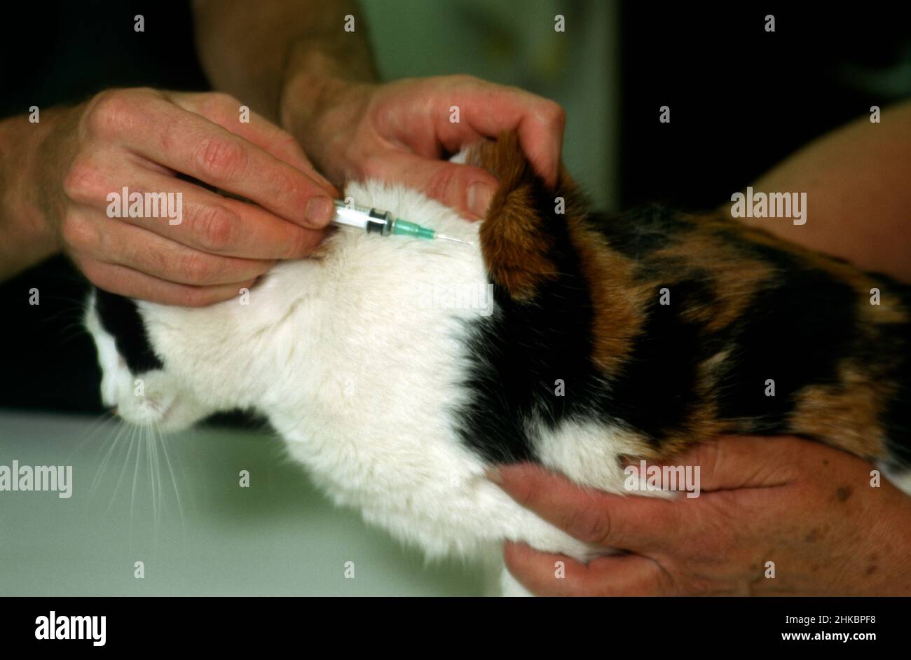 Cat receiving an injection at a vet (Veterinary Surgeon Stock Photo - Alamy