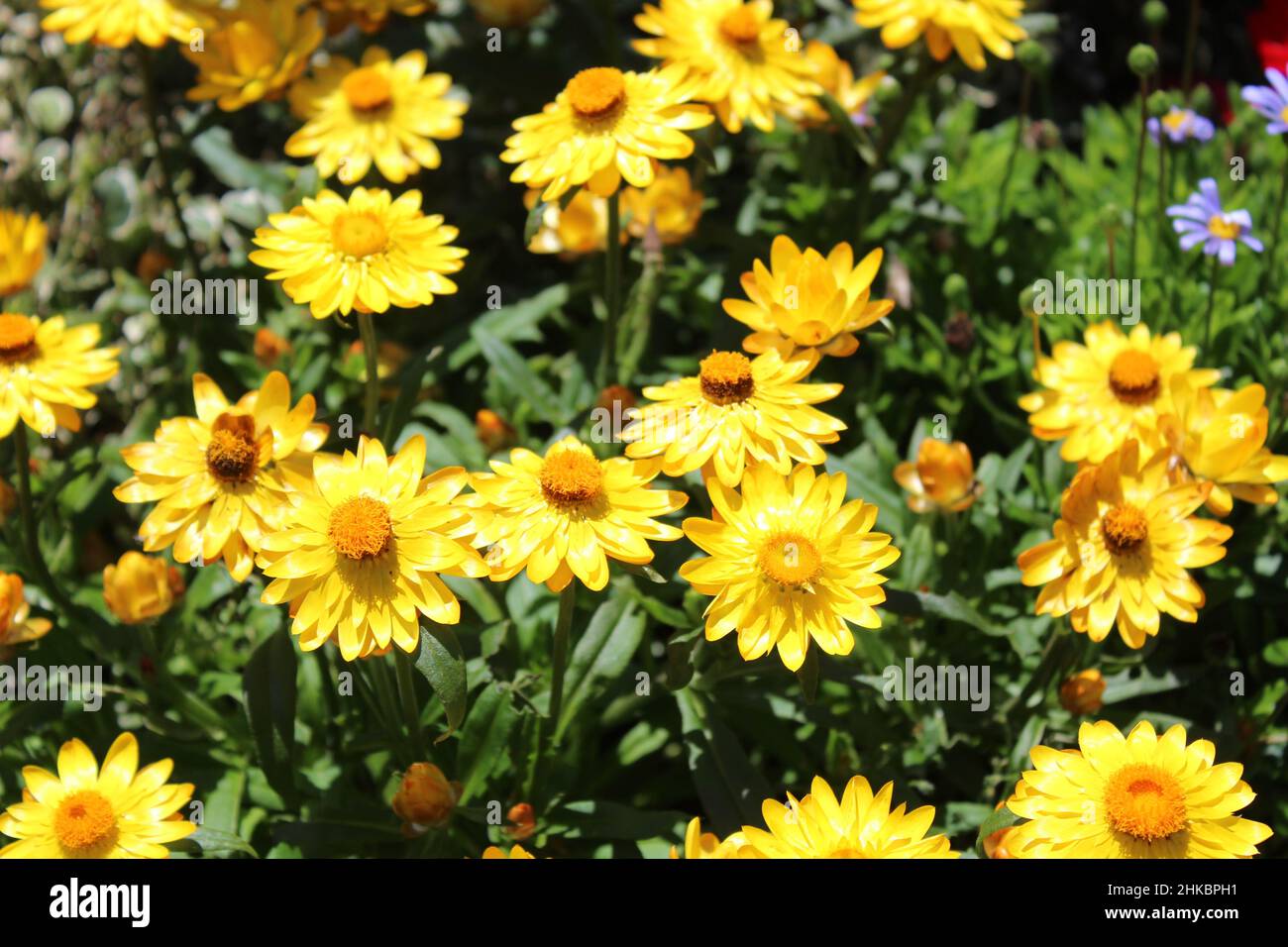 everlasting flower in the garden Stock Photo - Alamy