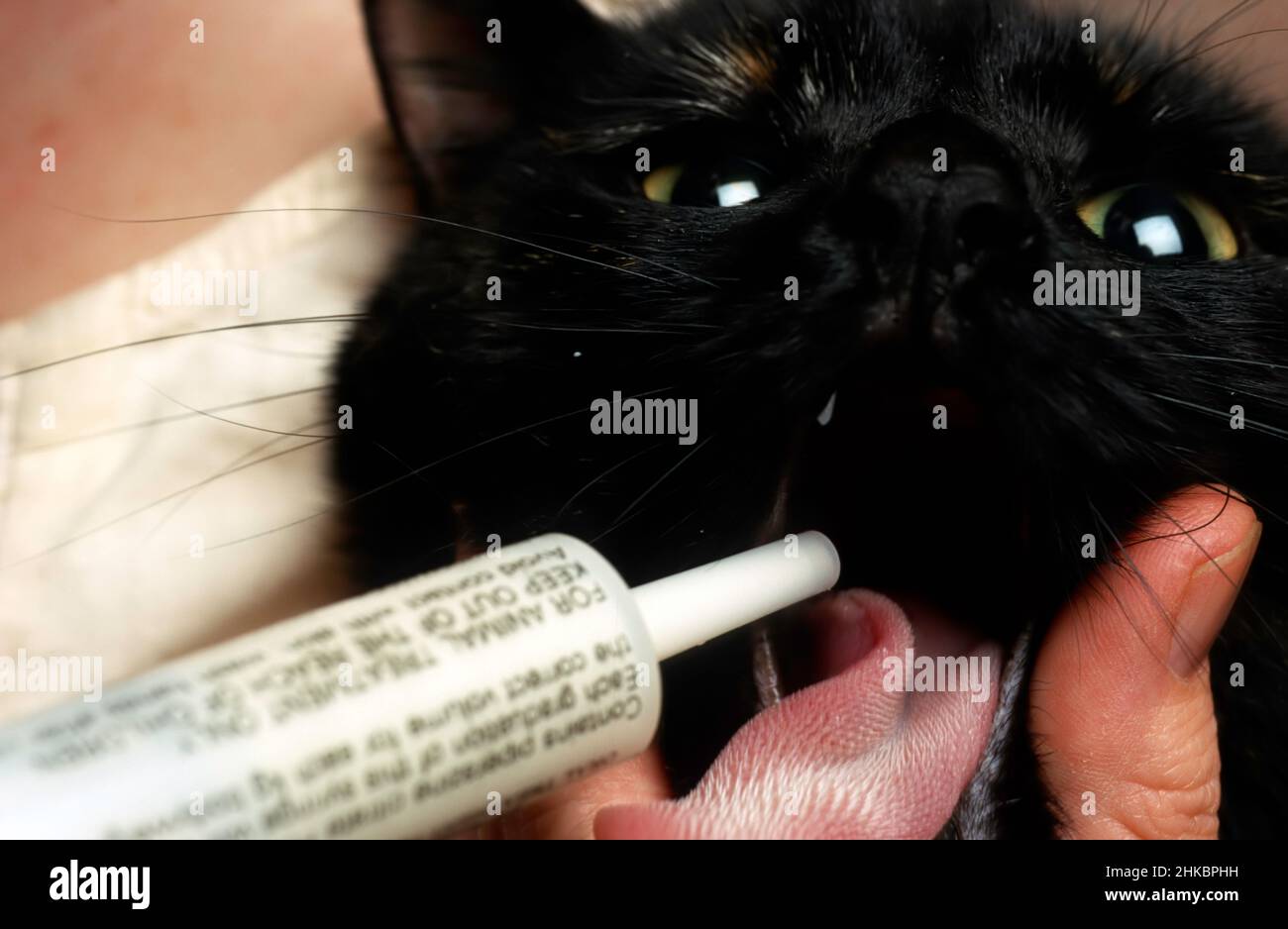 Cat being given worming treatment via a syringe Stock Photo - Alamy