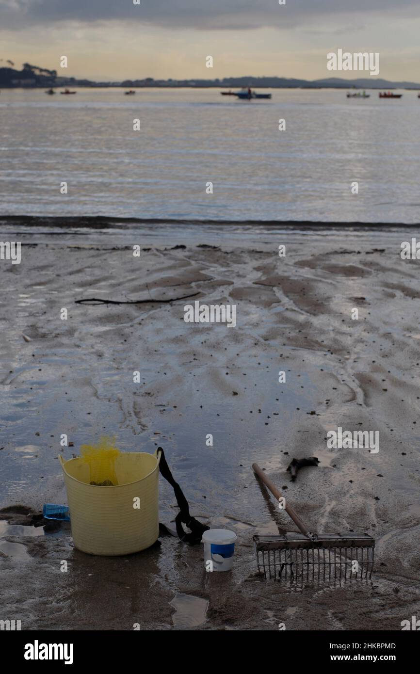 Rake clams hi-res stock photography and images - Alamy