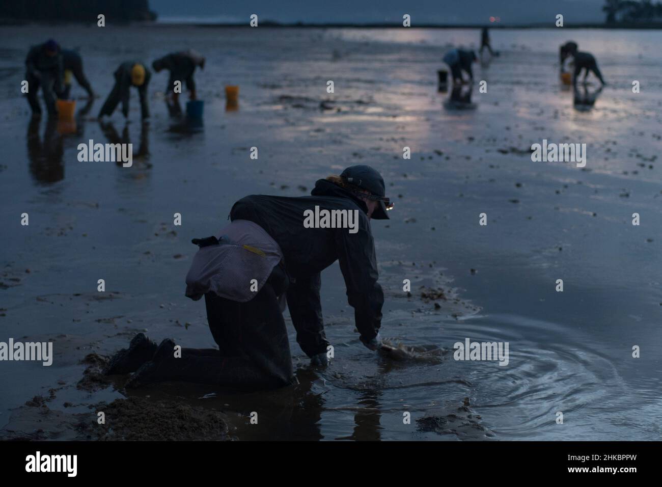 Gatherers of clams hi-res stock photography and images - Alamy