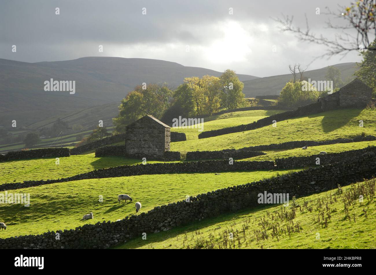 North Yorkshire farmland with dry stone walls and farm buildings Stock ...