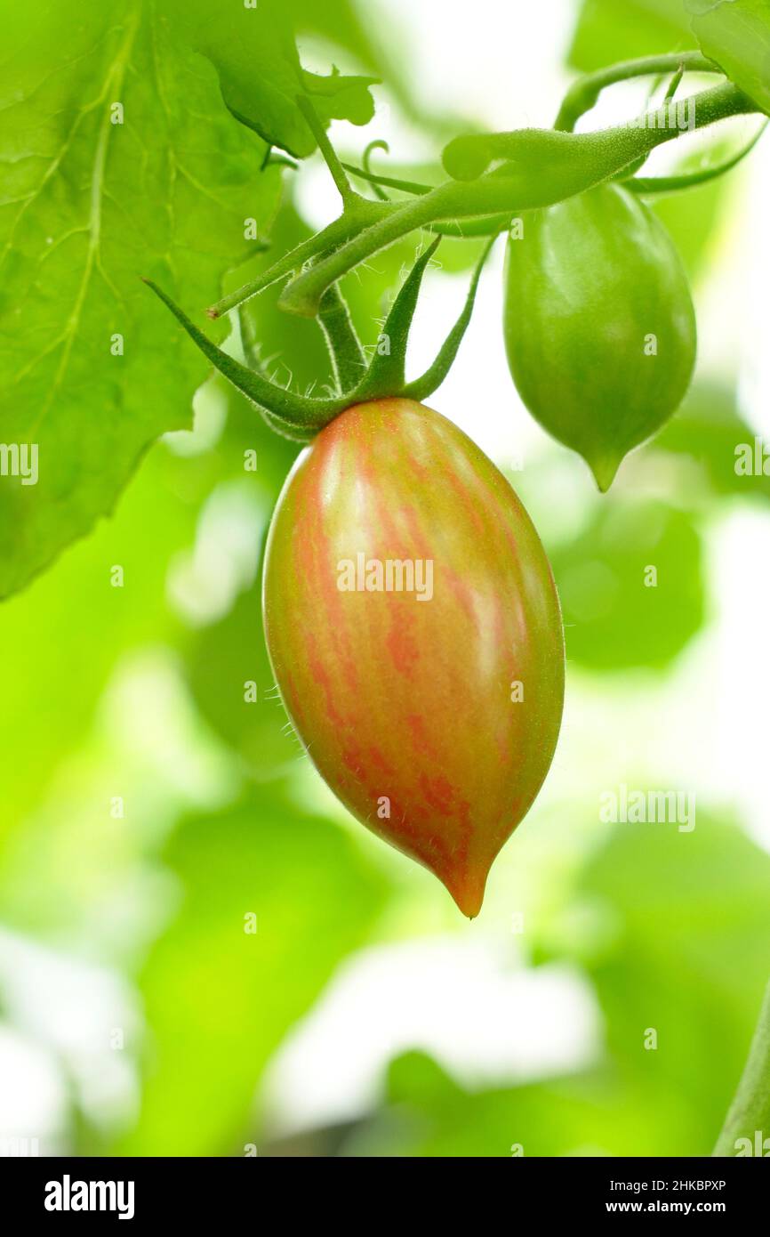 Plum varieties hi-res stock photography and images - Alamy