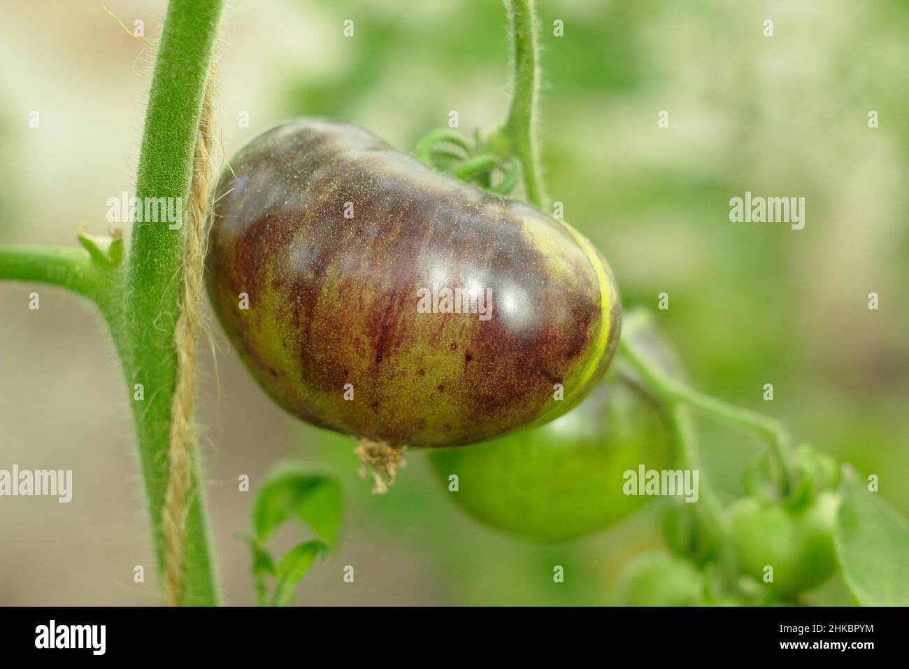 Tomato 'Blue Bayou' ripening on the vine. Solanum lycopersicum. UK ...