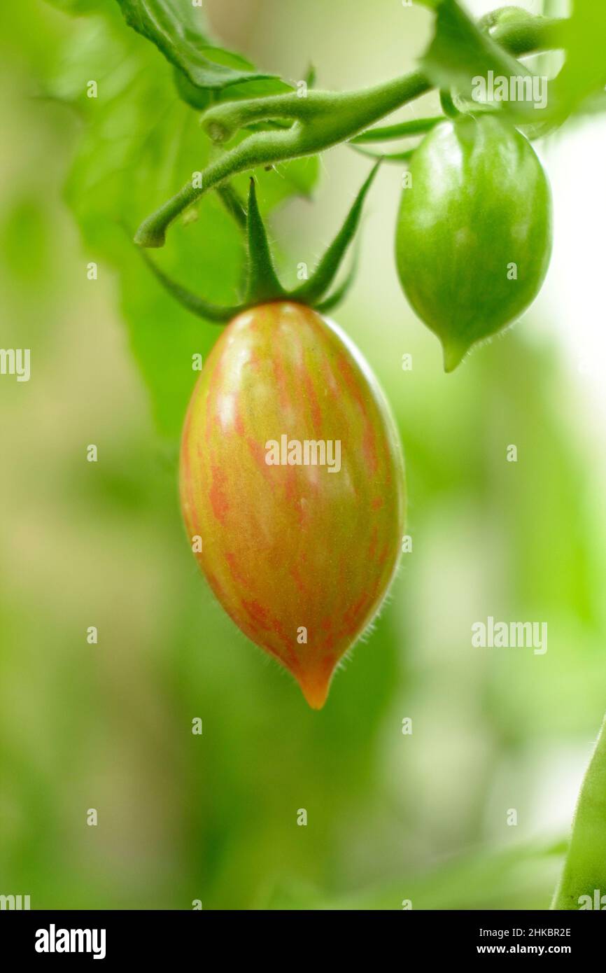 Solanum lycopersicum artisan pink tiger hi-res stock photography and ...