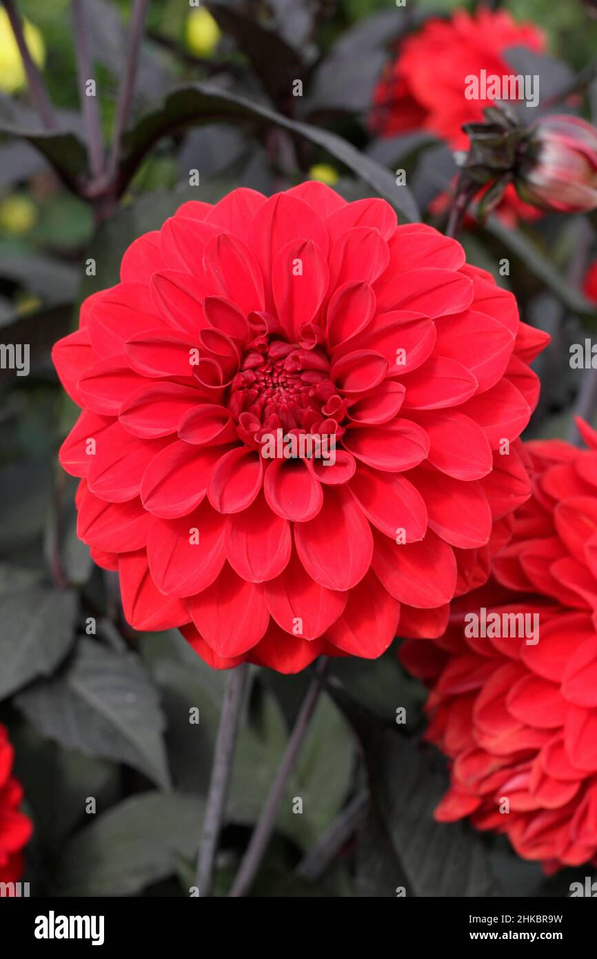 Dahlia Fire Mountain, miniature decorative dahlia flower with bright ...