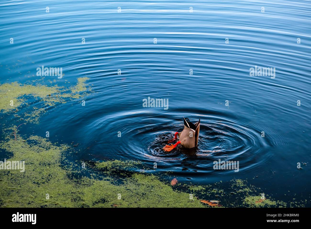 Duck bobbing in water Stock Photo - Alamy