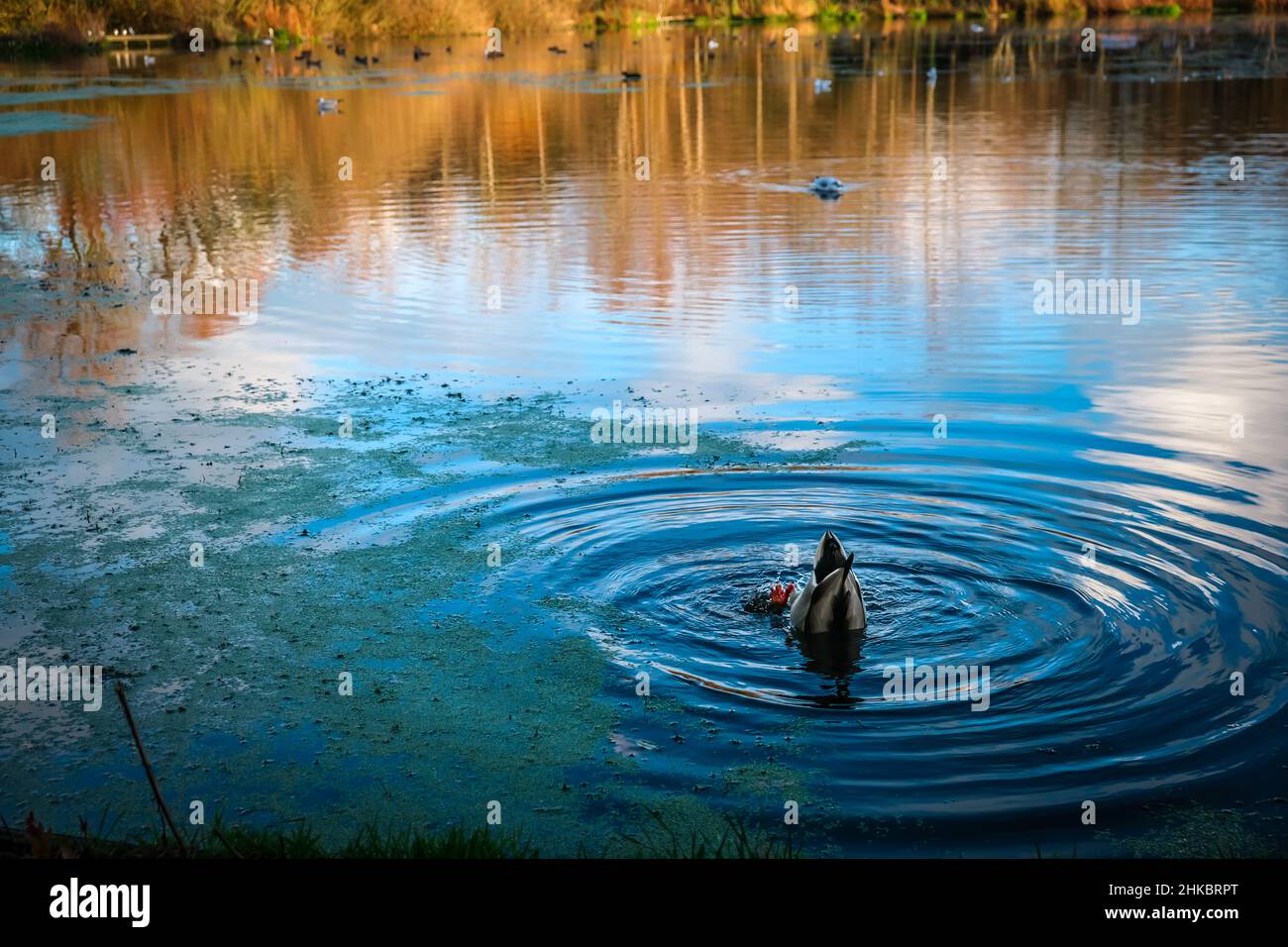 Duck bobbing in water Stock Photo - Alamy
