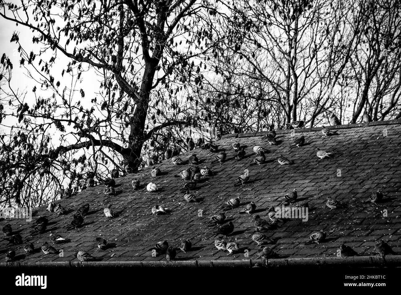 Nesting pigeons Black and White Stock Photos & Images - Alamy