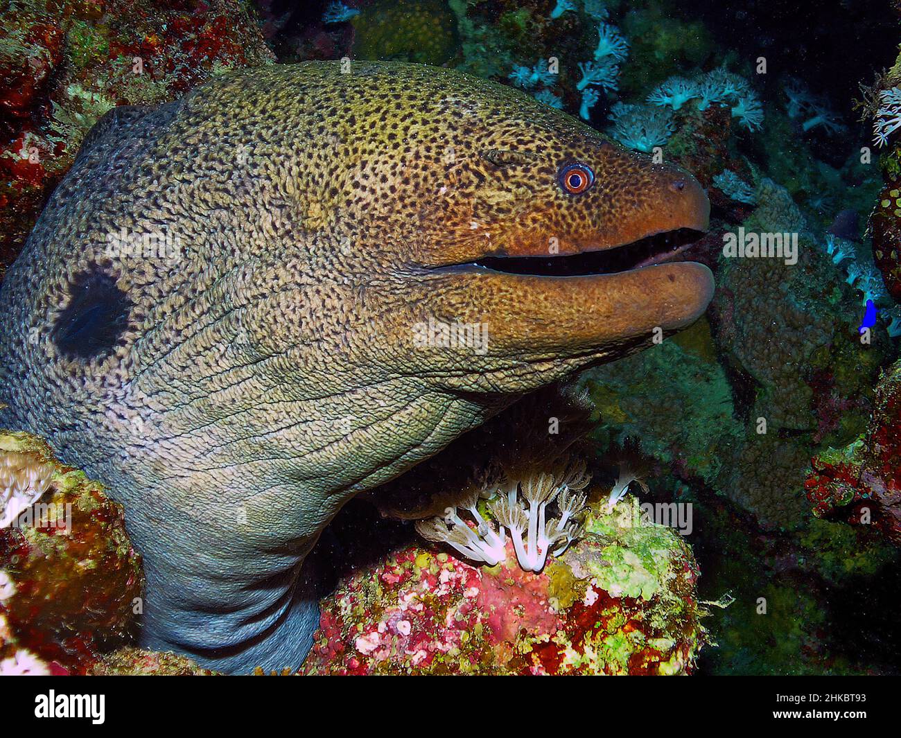 A Giant Moray Eel (Gymnothorax javanicus) in the Red Sea Stock Photo ...
