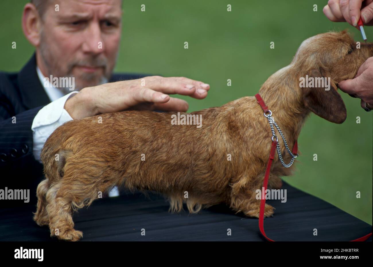 Judge at dogshow examining a miniature dachshund Stock Photo - Alamy