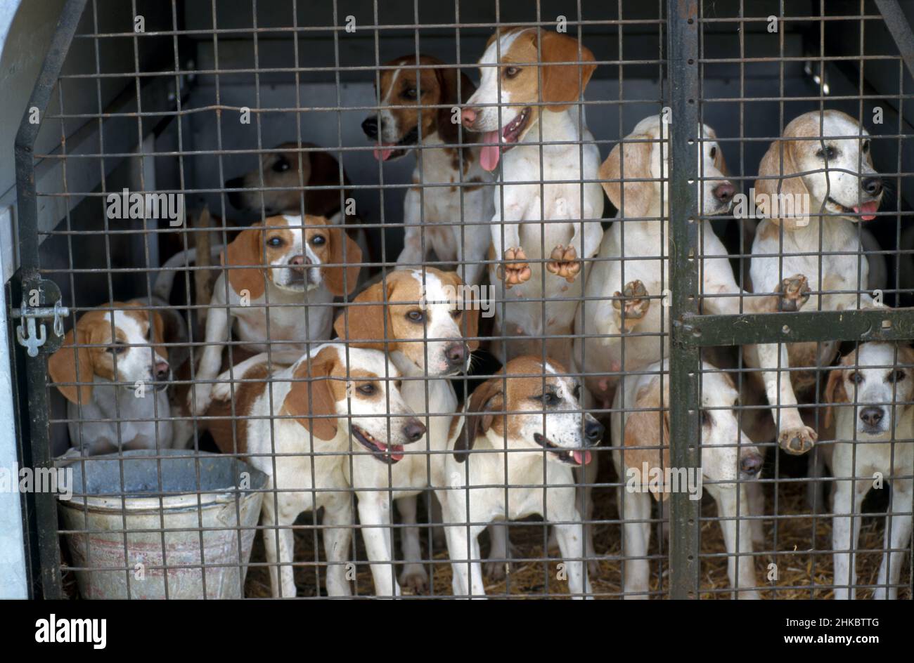 English foxhounds hi-res stock photography and images - Alamy