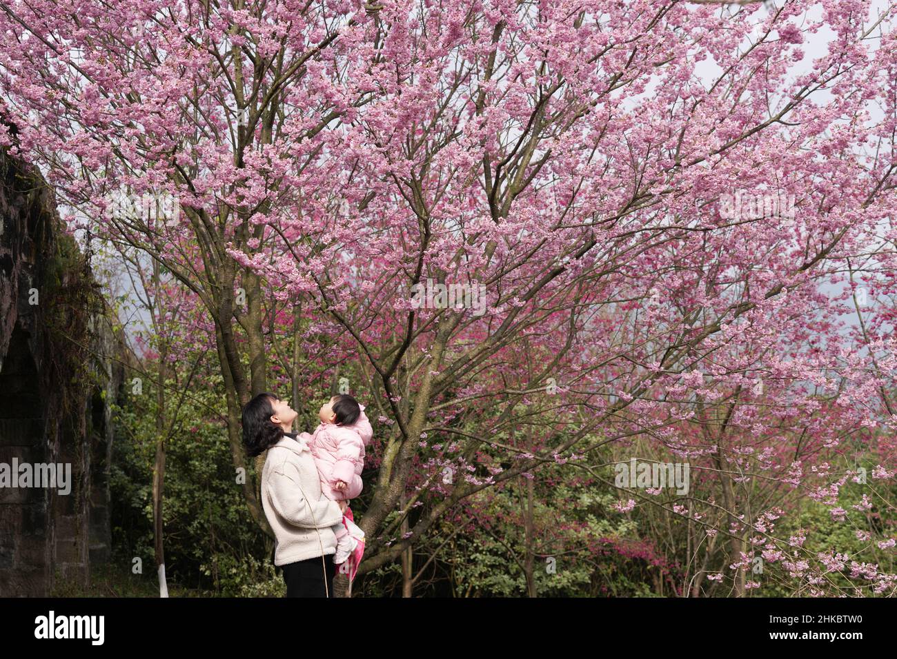 Chongqing. 3rd Feb, 2022. People enjoy their time beneath blooming ...