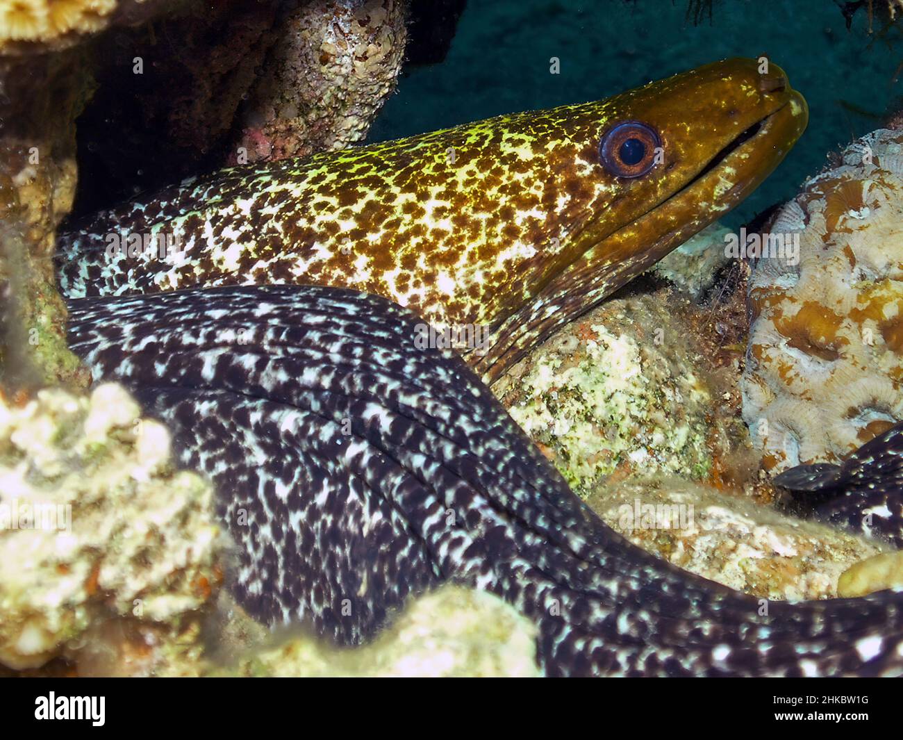 An Undulated Moray Eel (Gymnothorax undulatus) in the Red Sea, Egypt ...