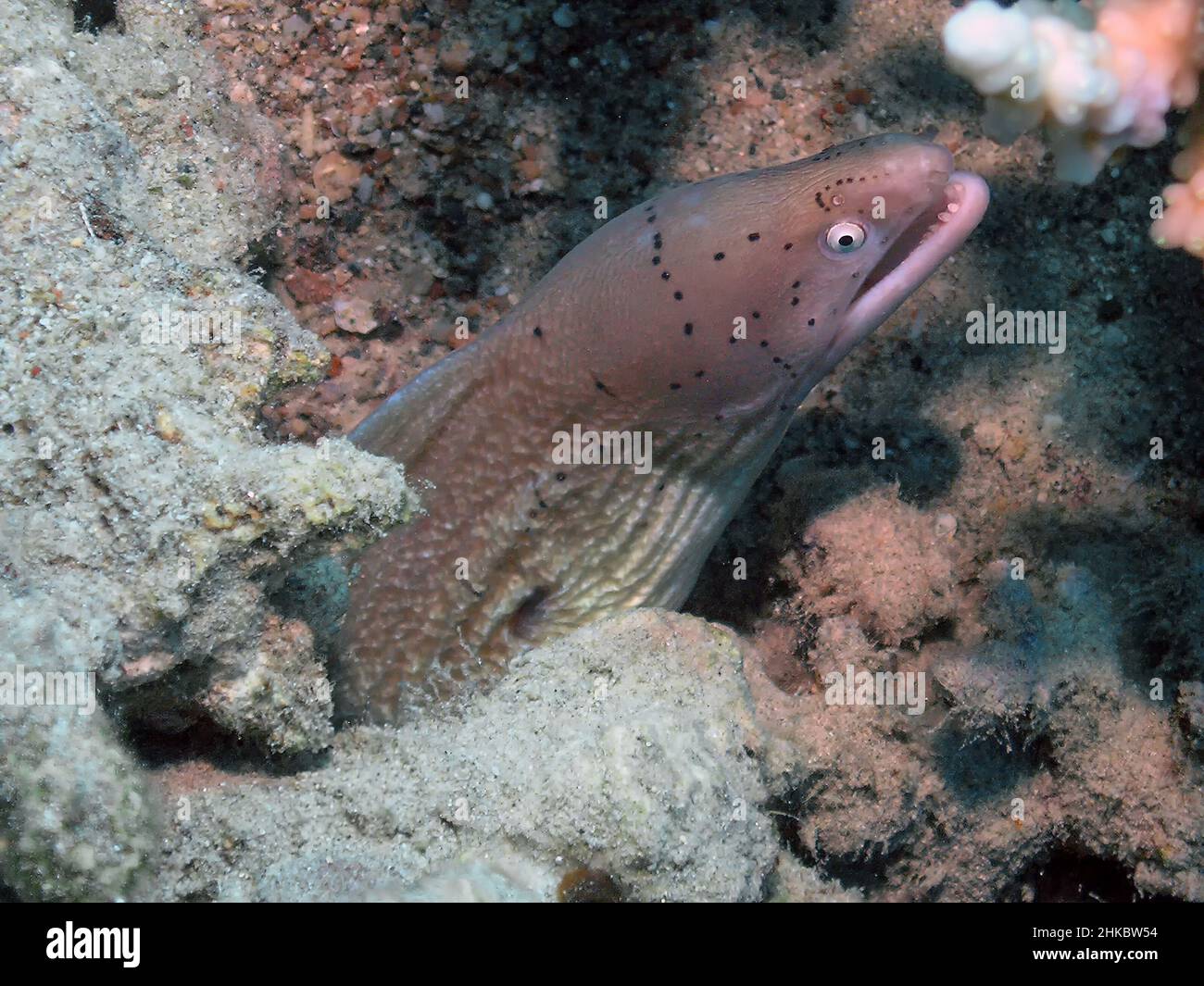 A Geometric Moray Eel (Gymnothorax griseus) in the Red Sea, Egypt Stock ...