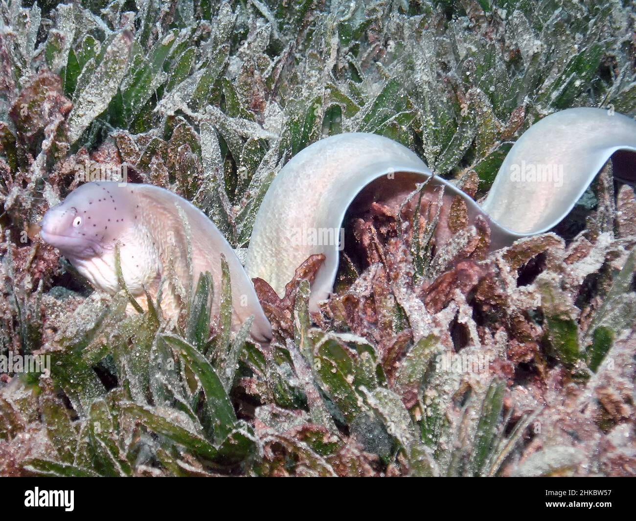 A Geometric Moray Eel (Gymnothorax griseus) in the Red Sea, Egypt Stock ...