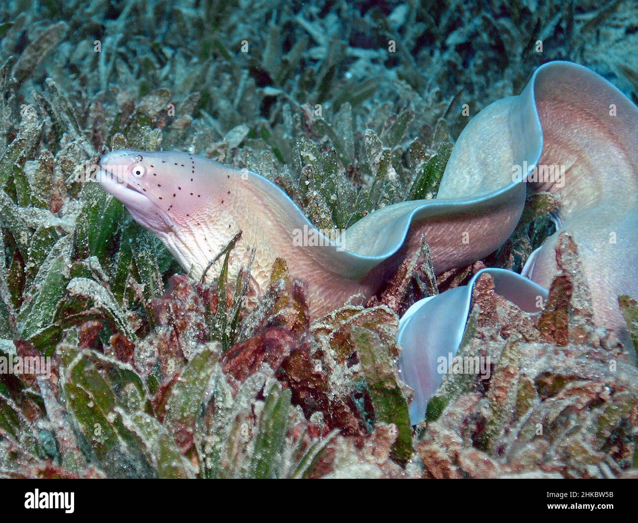 A Geometric Moray Eel (Gymnothorax griseus) in the Red Sea, Egypt Stock ...
