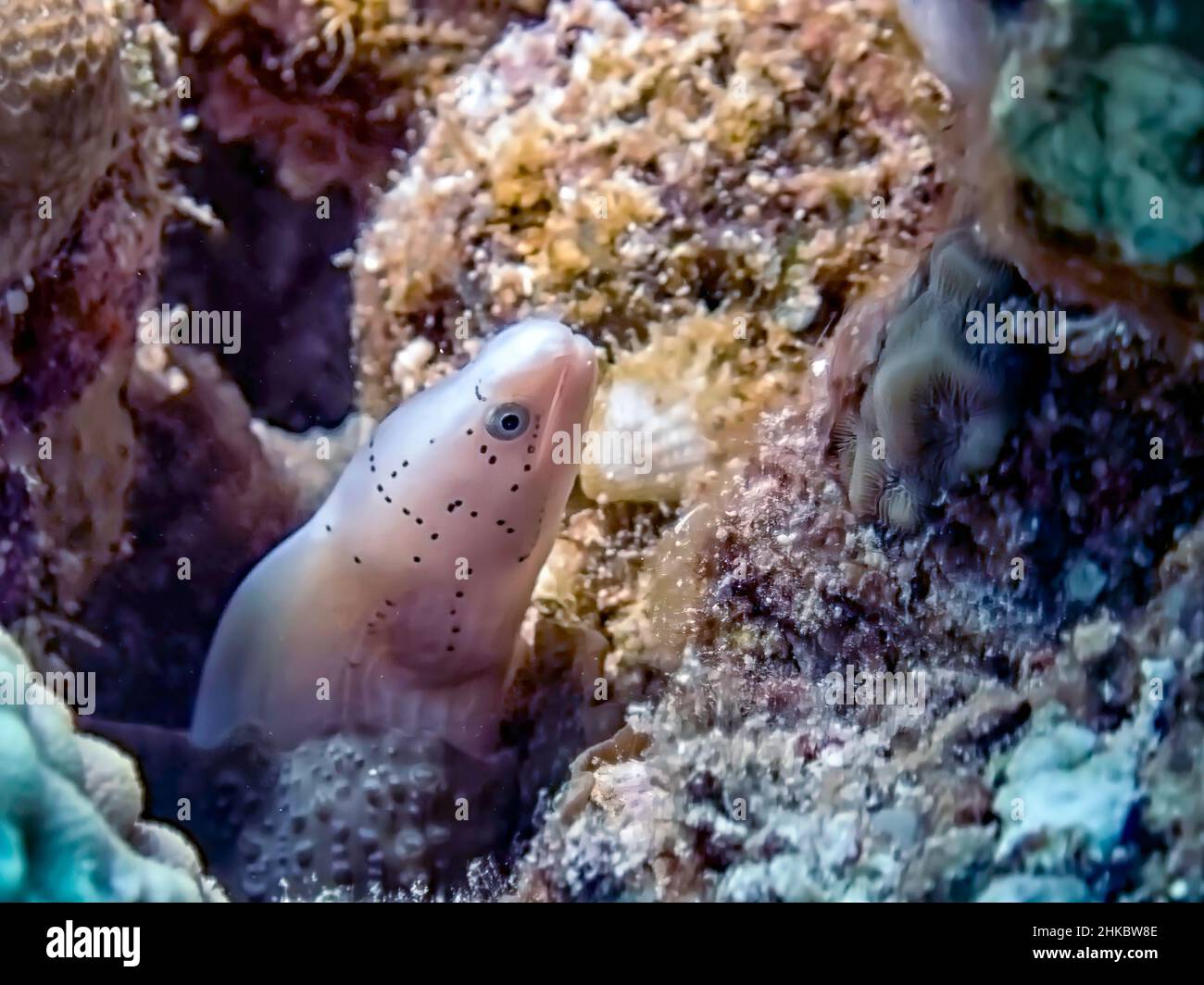 A Geometric Moray Eel (Gymnothorax griseus) in the Red Sea, Egypt Stock ...