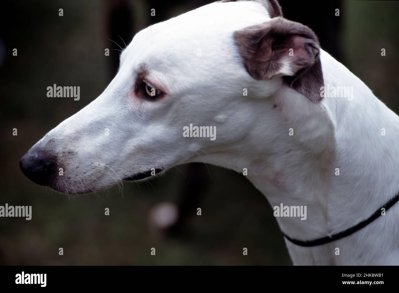 Profile of greyhound's head Stock Photo - Alamy