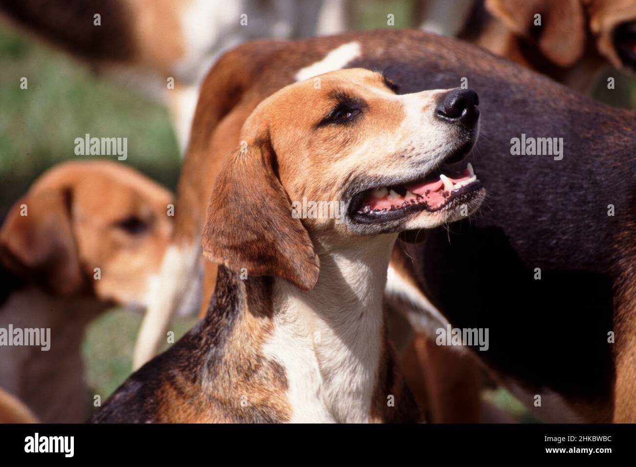 English foxhound pack hi-res stock photography and images - Alamy
