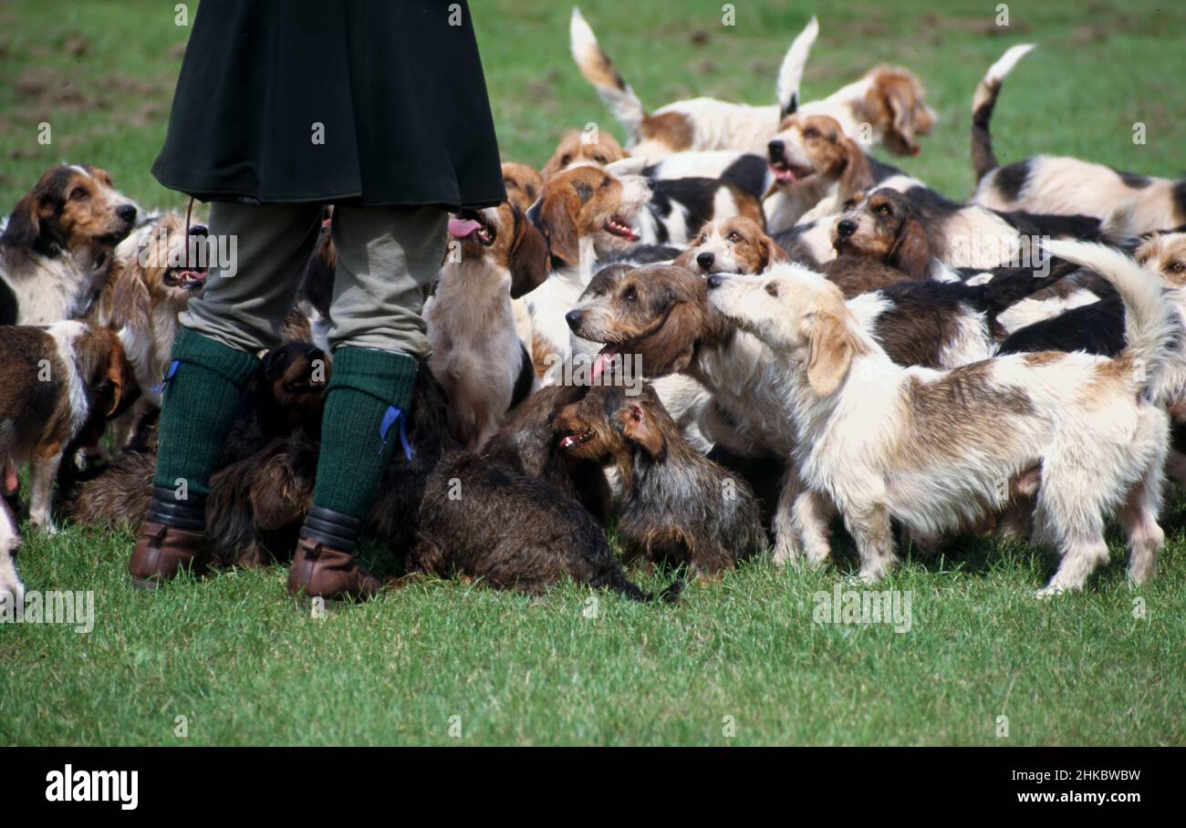 Pack of basset hounds waiting for a hunt Stock Photo - Alamy