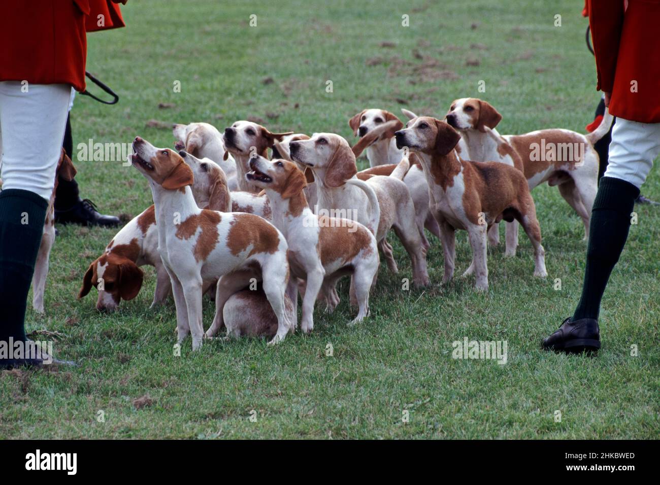 Foxhound pack with hunt Stock Photo - Alamy
