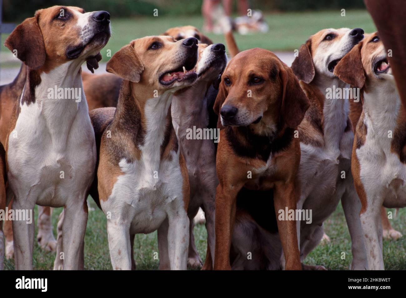 English foxhounds hi-res stock photography and images - Alamy