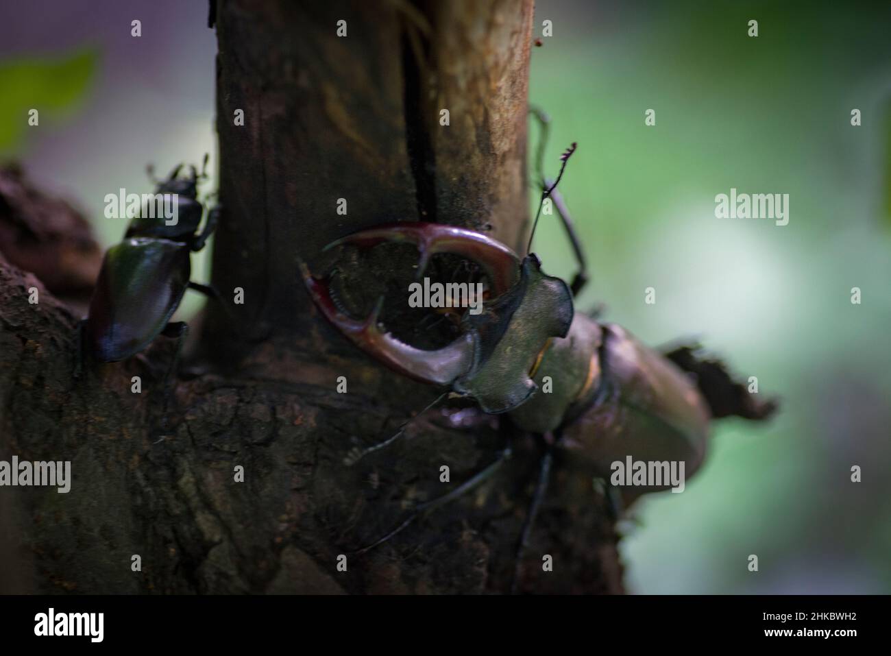 Stag beetles hi-res stock photography and images - Alamy