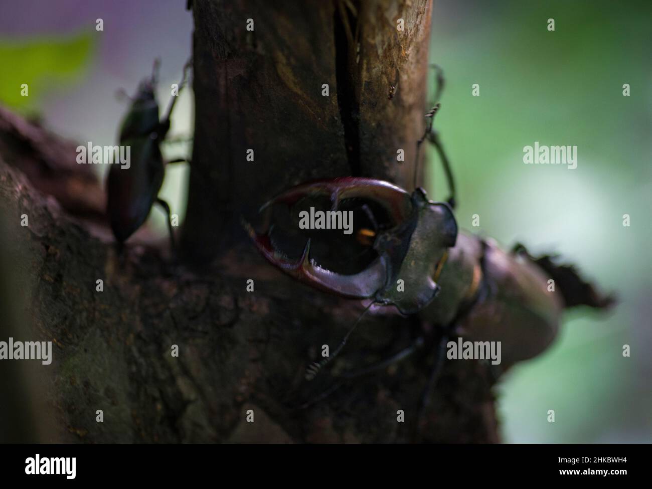 A mating couple of stag beetles Stock Photo - Alamy