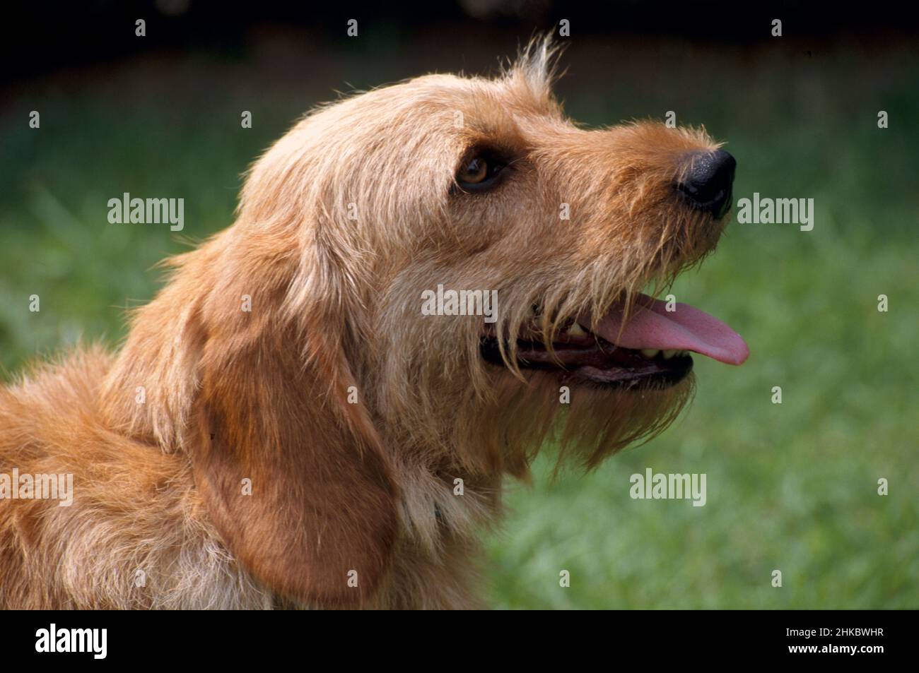 Griffon fauve de bretagne hi-res stock photography and images - Alamy
