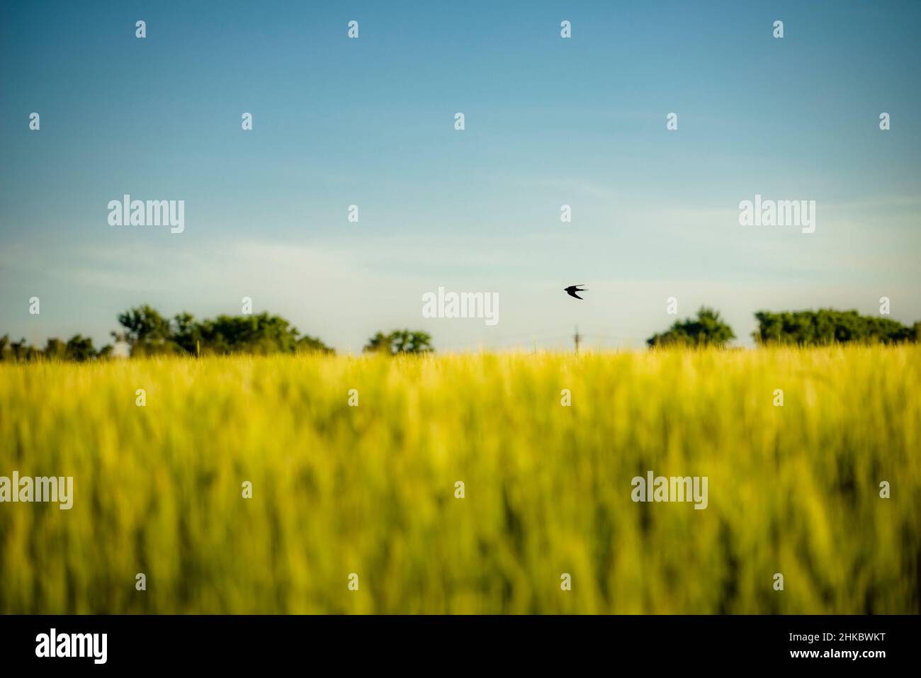 Ukraine, Romny district, Vovkivcy village. A swallow flights over the ...