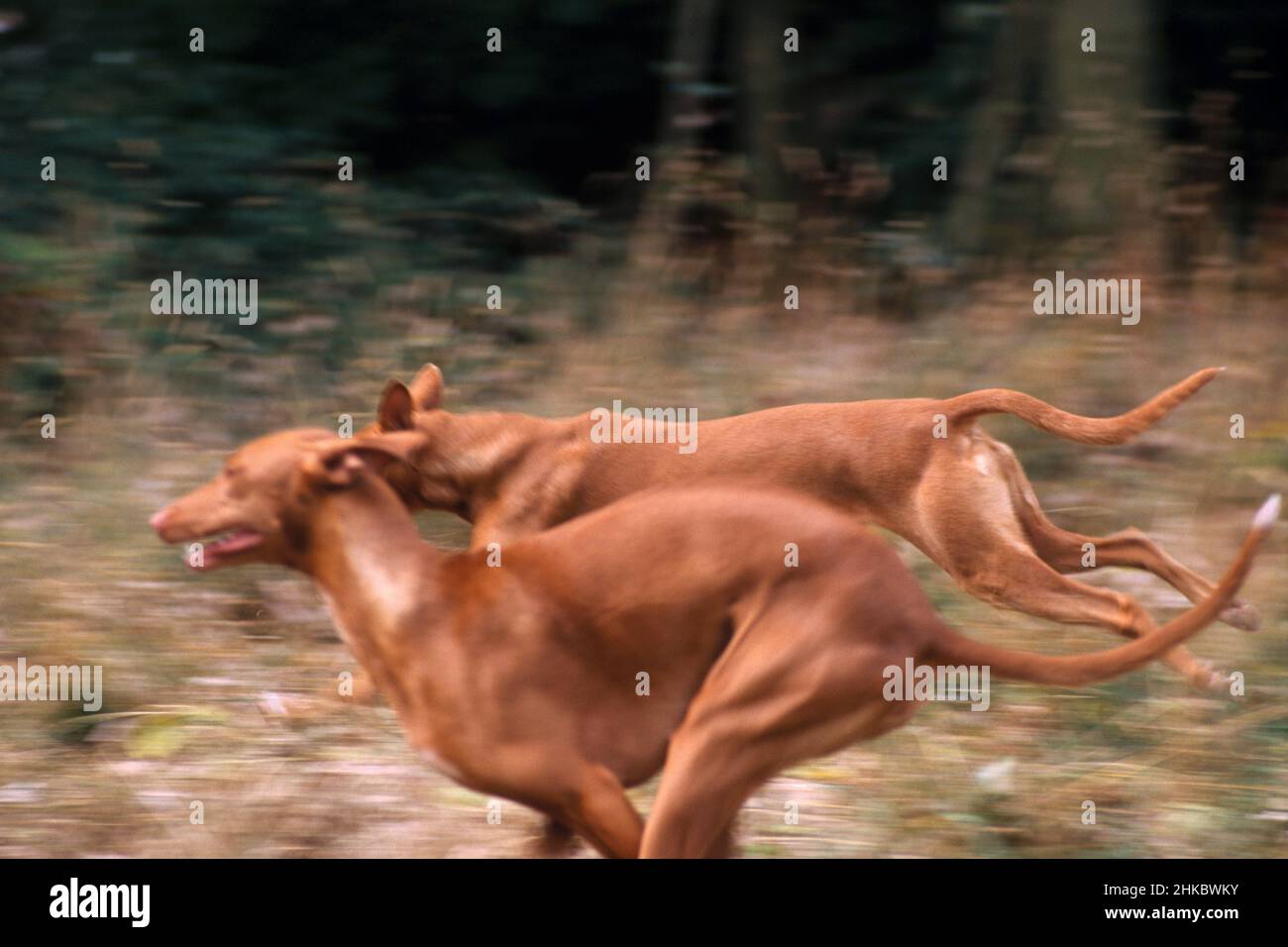 Pharaoh hounds running through forest, side view blurring with speed ...