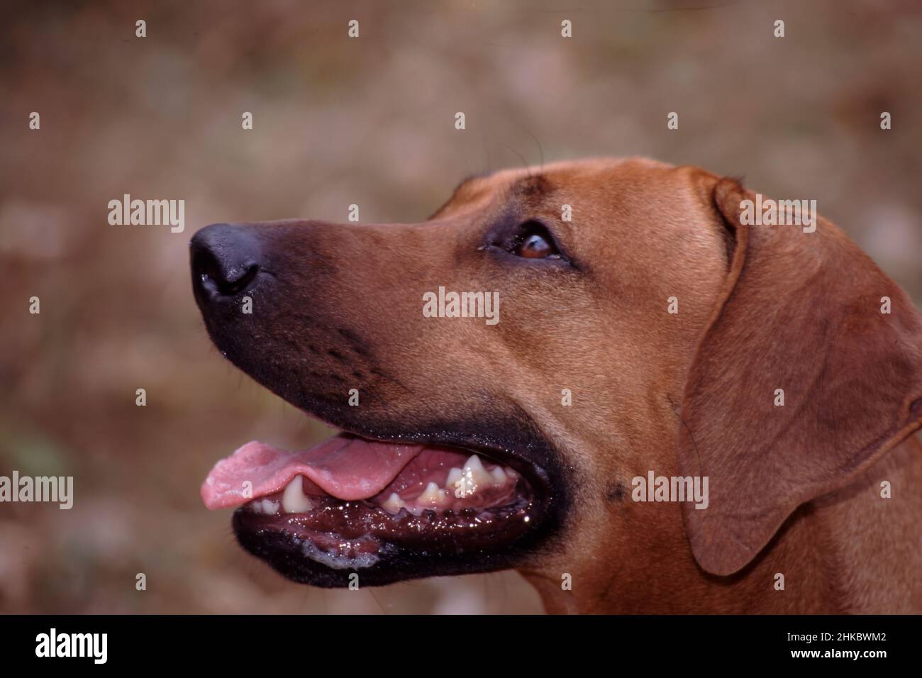 Rhodesian ridgeback profile looking to the left of the frame Stock ...